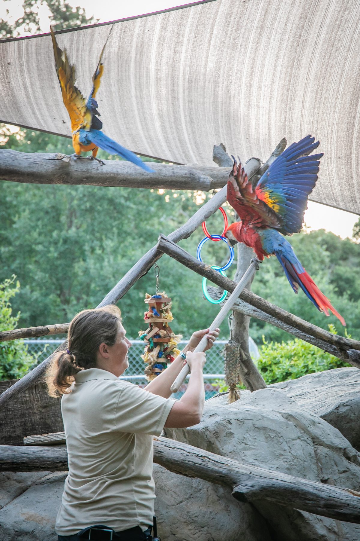 Charles Paddock Zoo's Ice Cream Zoofari back for 20th year