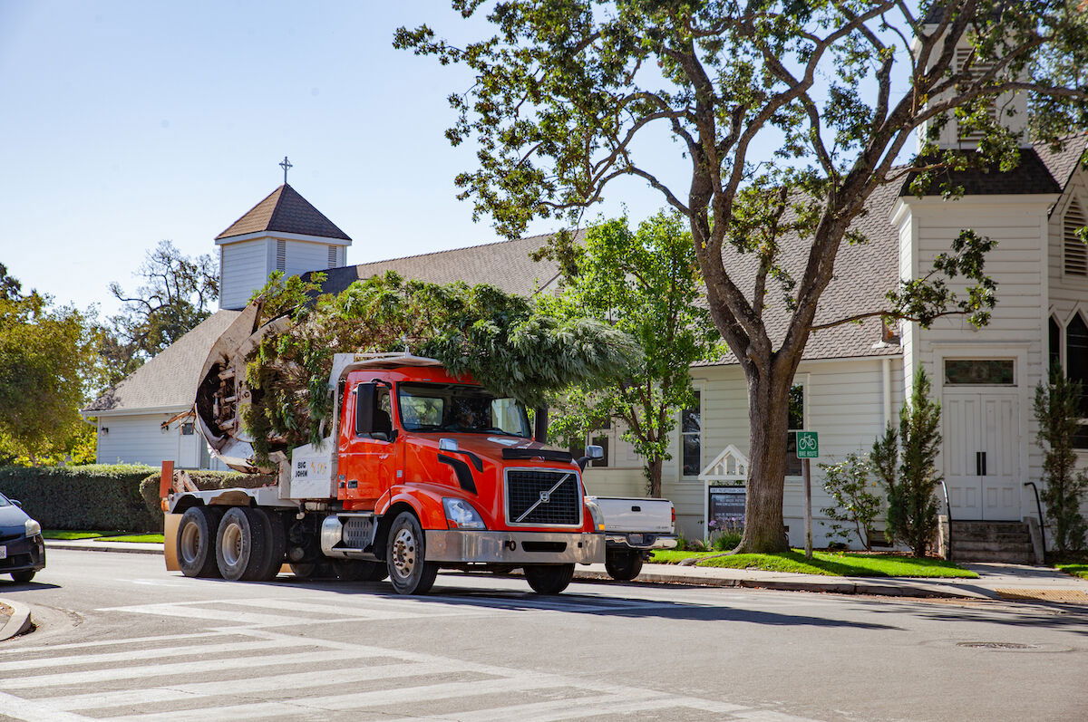 Templeton Presbyterian Church plants 30-foot redwood in Templeton Park ...